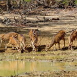 Yala National Park Safari from Koggala - The Highlights of the Itinerary