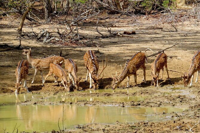 Yala National Park Safari from Koggala - The Highlights of the Itinerary
