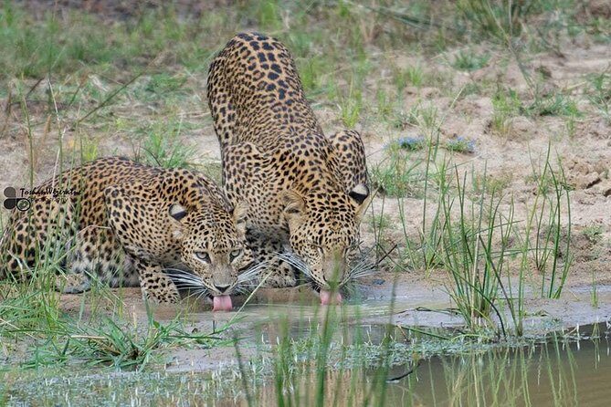 Yala National Park Safari | From Mirissa - Final Thoughts