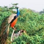 Yala National Park Safari from Tissamaharama - What Past Reviewers Say