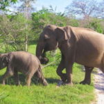 Yala National Park Safari from Weligama - What to Expect: The Small Details