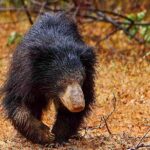 Yala National Park Safari from Weligama - What Makes This Tour Worth Considering?