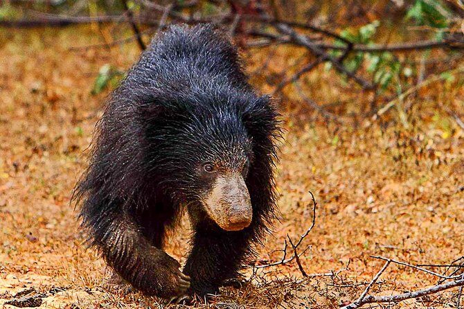 Yala National Park Safari from Weligama - What Makes This Tour Worth Considering?