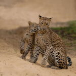 Yala National Park Safari : Half Day or Full Day Tours - Who Is This Tour For?