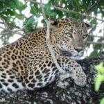 Yala National Park Safari Tours - Half Day & Full Day - Transportation, Timing, and Group Size