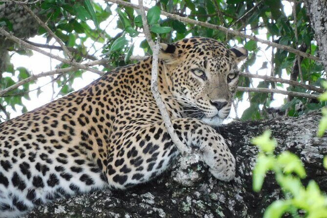 Yala National Park Safari Tours - Half Day & Full Day - Transportation, Timing, and Group Size