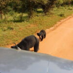 Yala National Park Safari Tours: Morning/Evening/Full Day - Why This Tour Works