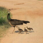 YALA National Park Safari with Transfer Mirissa to ArugamBay - The Practical Side: Cost, Logistics, and Value