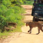 Yala National Park Sharing Safari (5 Hours) - Who Will Love This Tour?
