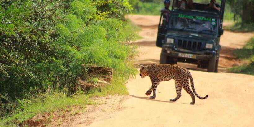 Yala National Park Sharing Safari (5 Hours) - Who Will Love This Tour?