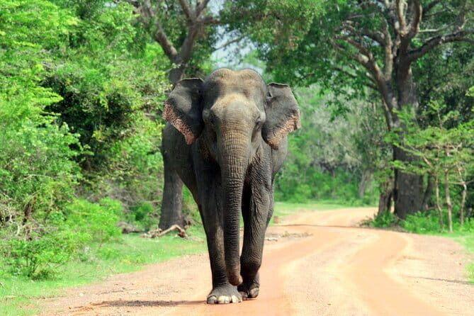 Yala National Park Tour from Hambantota Port Janaka Safari - Analyzing the Value: Is It Worth It?
