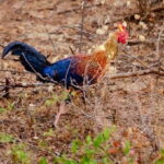 Yala National Park Wildlife safari from Galle - In-Depth Breakdown of the Itinerary