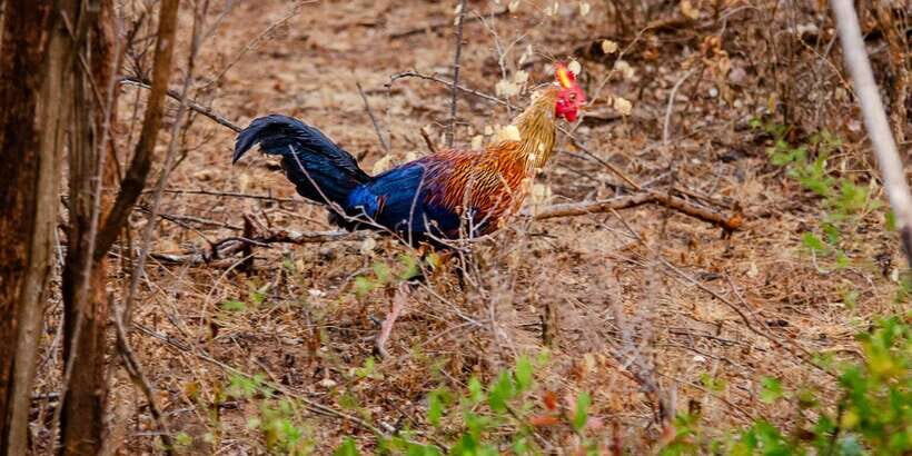 Yala National Park Wildlife safari from Galle - In-Depth Breakdown of the Itinerary