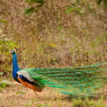 Yala National Park Wildlife safari from Mirissa - What’s Included and What’s Not