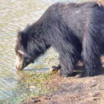 Yala National Park:Full Day Safari (4.00am-6.00pm) - Summary of the Experience