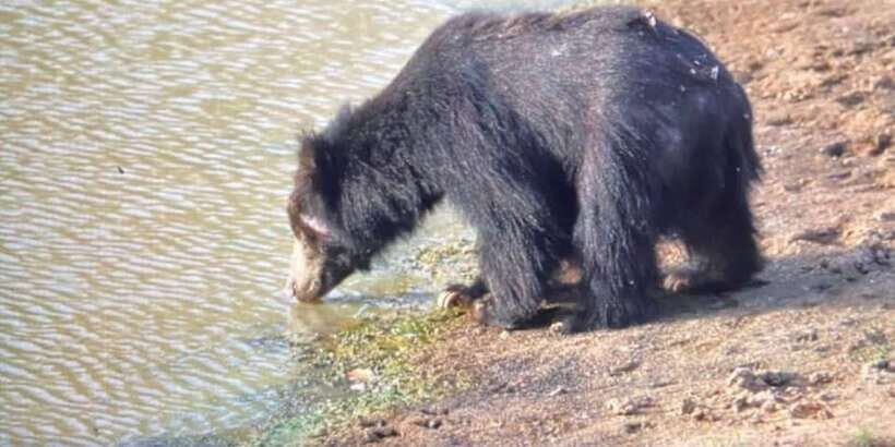 Yala National Park:Full Day Safari (4.00am-6.00pm) - Summary of the Experience