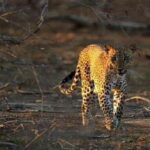 Yala: Night Drive in Yala National Park Buffer Zone! - What to Expect on the Night Drive