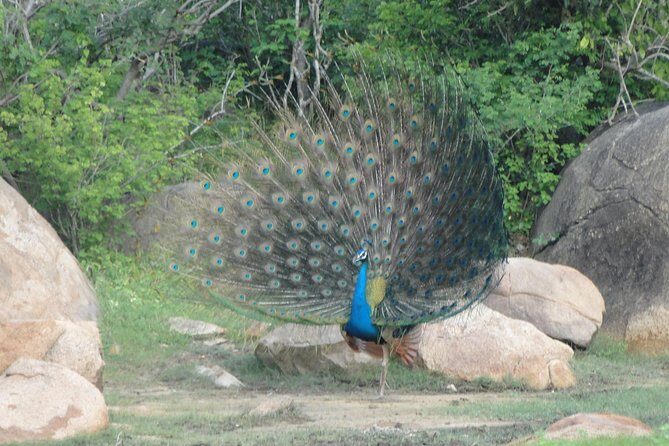 Yala One Day Tour - The Authentic Experience and the Value