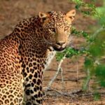 Yala Safari & Bundala Bird Watching Safari ( All Inclusive) From Mirissa - FAQs