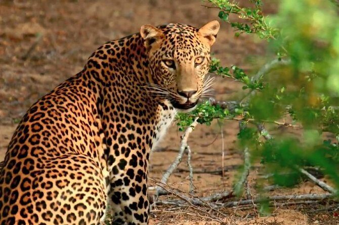 Yala Safari & Bundala Bird Watching Safari ( All Inclusive) From Mirissa - FAQs