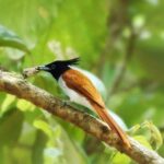 Yala Safari by Yala Safari Wonders - Exploring the Yala Safari Experience