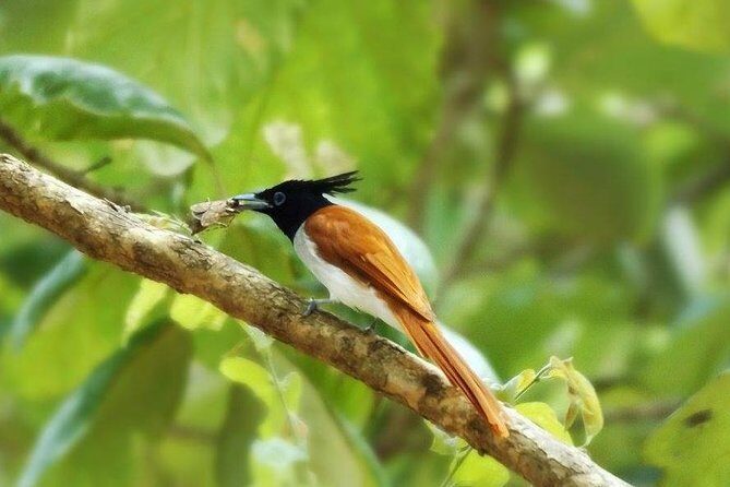 Yala Safari by Yala Safari Wonders - Exploring the Yala Safari Experience