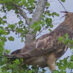 Yala Safari Day Tour - Bentota/Aluthgama/Ahungalla/Kosgoda - What’s Included and What’s Not