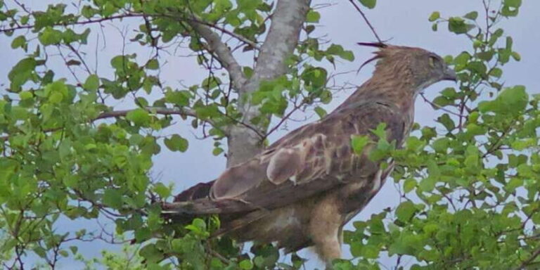 Yala Safari Day Tour - Bentota/Aluthgama/Ahungalla/Kosgoda - What’s Included and What’s Not