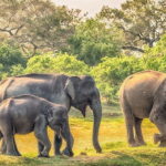 Yala Safari Day Trip from Ella/ Tangalle/ Dikwella/ Hambantota - The Main Attraction: Yala National Park