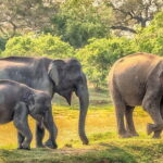 Yala Safari Drive From Ella - The Itinerary in Detail