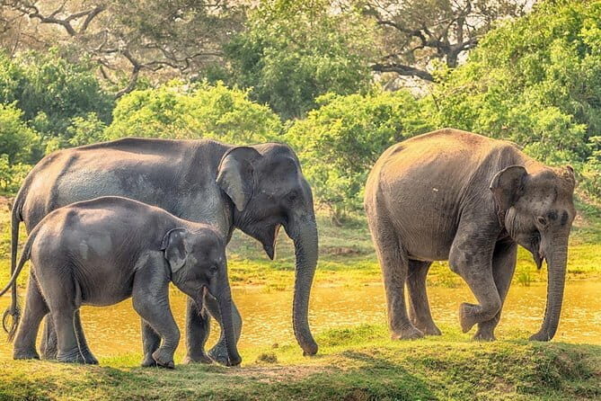 Yala Safari Drive From Ella - The Itinerary in Detail