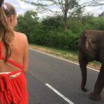 Yala Safari Drive From Galle, Weligama, Mirissa & Dickwella - What Travelers Say