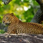 Yala Safari from Hambantota Port by BTM - Private & All Inclusive - The Experience in Detail