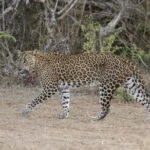 Yala Safari Jeep tour with Abraham Travel - Authentic Encounters and Traveler Insights