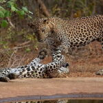 Yala Safari Private Day Tour From Kaluthara/Beruwala/Bentota/Kosgoda/Ahungalla - Authentic Feedback from Past Travelers