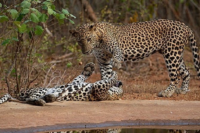 Yala Safari Private Day Tour From Kaluthara/Beruwala/Bentota/Kosgoda/Ahungalla - Authentic Feedback from Past Travelers