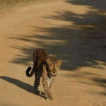 Yala Safari Tour from Hambantota Port area (Shore Excursion) - What Makes This Tour Special