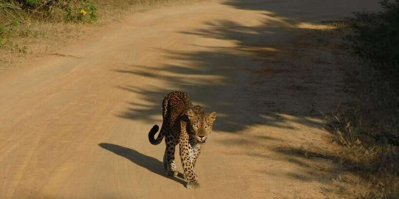 Yala Safari Tour from Hambantota Port area (Shore Excursion) - What Makes This Tour Special