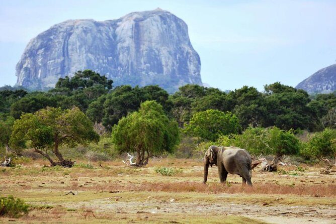 Yala Wild Adventure Safari - Final Thoughts: Is It Worth It?