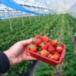 Yame & Kurume Tea Fields & Craft Tour  From Farm to Cup - What to Expect on the Tour