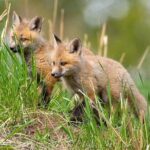 Yellowstone Through the Lens Photography Adventure - The Sum Up