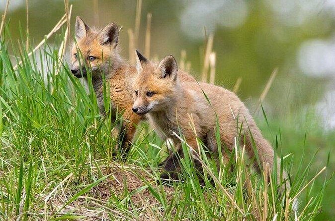 Yellowstone Through the Lens Photography Adventure - The Sum Up