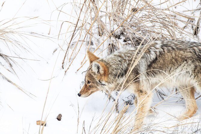 Yellowstone Winter Day Adventure - Overall Impressions: Is It Worth It?