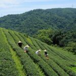 Yilan Rural Tea Picking Experience from Taipei City - What Makes This Tour Stand Out?