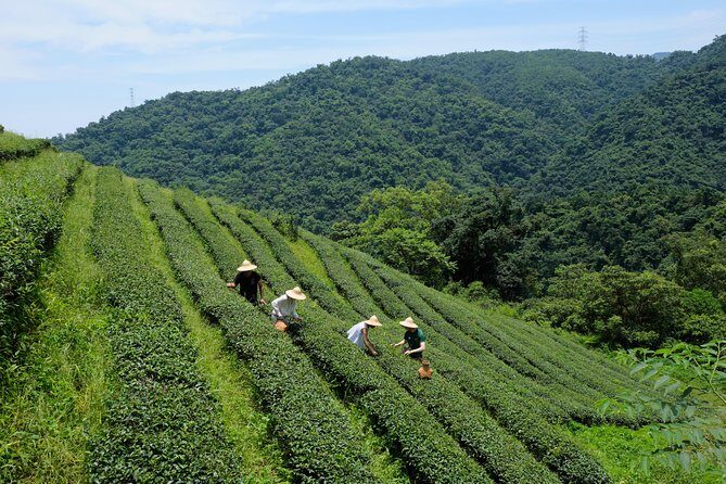 Yilan Rural Tea Picking Experience from Taipei City - What Makes This Tour Stand Out?
