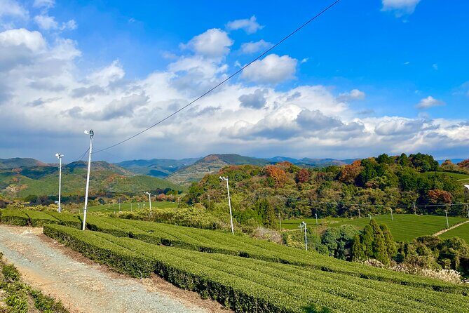 YokaBus Heritage in a Cup of a Yame Tea & Sake Tasting Expedition - Transportation and Group Dynamics