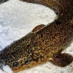 Yukon Icefishing and Aurora Viewing Combo Trip - Final Thoughts: Who Is This Tour For?