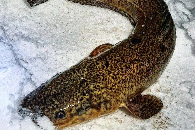 Yukon Icefishing and Aurora Viewing Combo Trip - Final Thoughts: Who Is This Tour For?