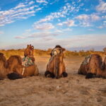 Yurt Camp - "One Day as Nomads" from Samarkand / Bukhara - Practical Details & Value for Money