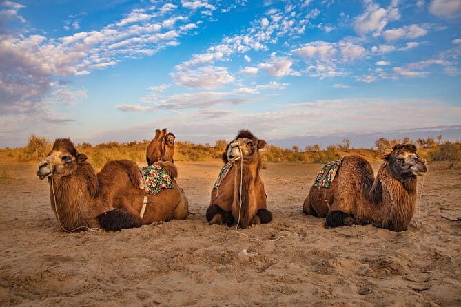 Yurt Camp - "One Day as Nomads" from Samarkand / Bukhara - Practical Details & Value for Money